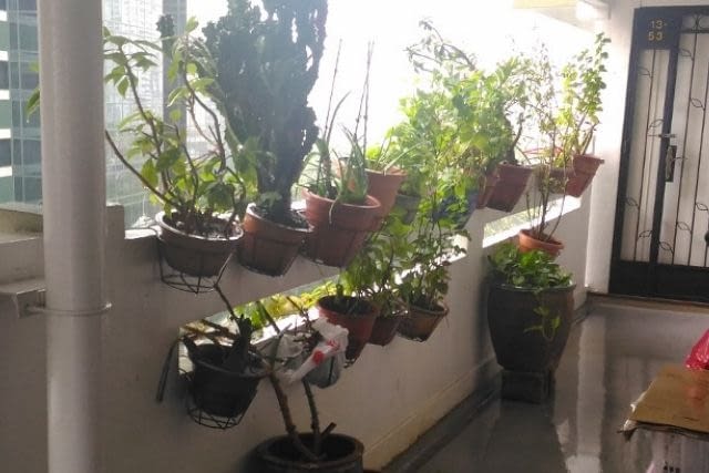 HDB Corridor Gardening Rules in Singapore - Home Farming Singapore