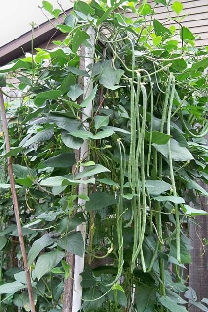 How to grow Long Beans in Singapore? - Home Farming Singapore