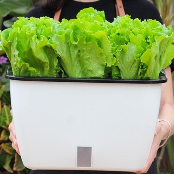 Self Watering Grow Box (Petite) - Home Farming Singapore