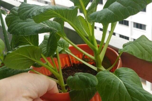 How do grow Chye Sim (Cai Xin) in Singapore? - Home Farming Singapore