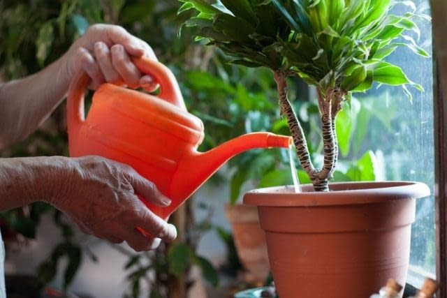 HDB Corridor Gardening Rules in Singapore - Home Farming Singapore