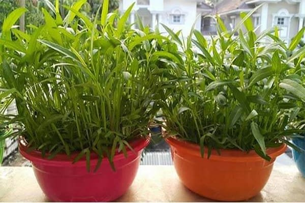 How to grow kang kong in Singapore? - Home Farming Singapore